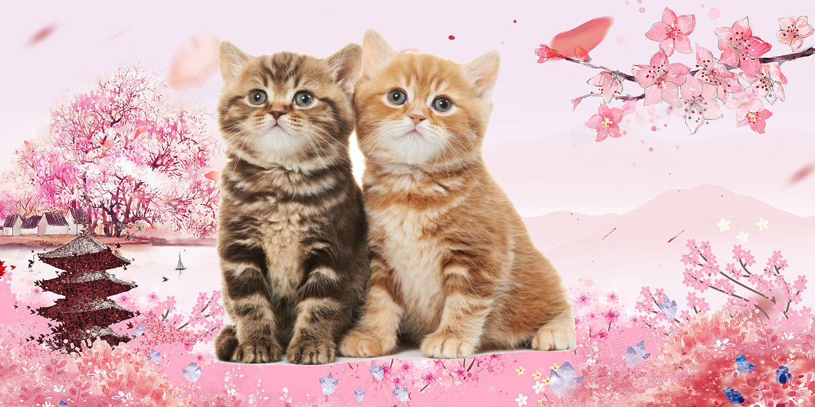 depet.ca – DEpet.ca